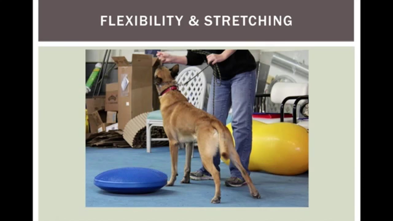Canine Conditioning: Static, Passive, and Dynamic Stretching ...